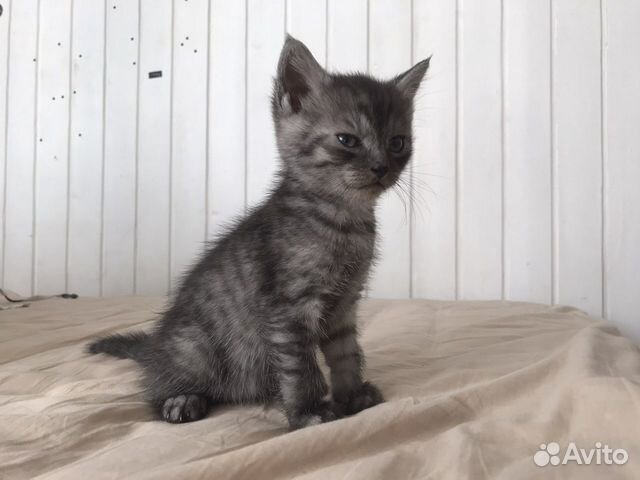 Котёнок британец серый