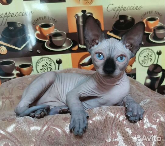 Канадский сфинкс котенок голубоглазик