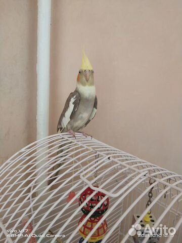 Попугай Корелла с клеткой