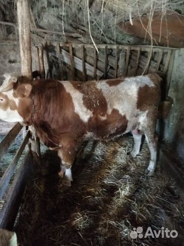 Свиней скот