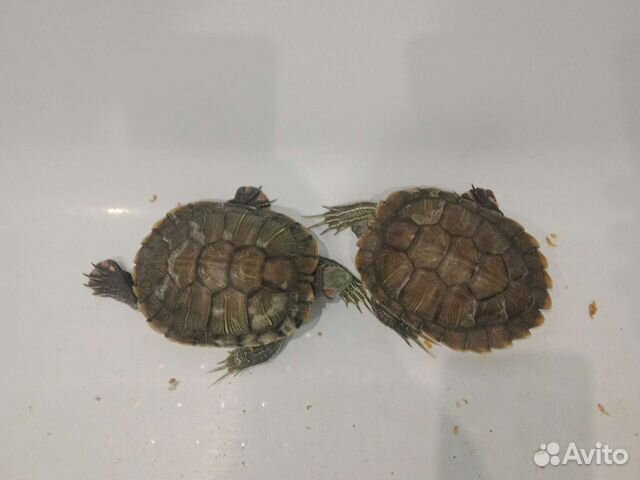 Красноухая черепаха