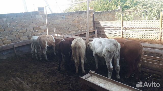 Продажа быков