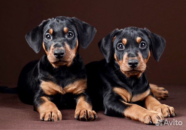 Щенки немецкого пинчера