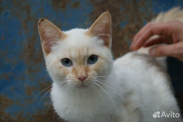 Голубоглазый красавец Найс, котенок в добрые руки