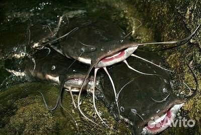 Африканский клариевый сом