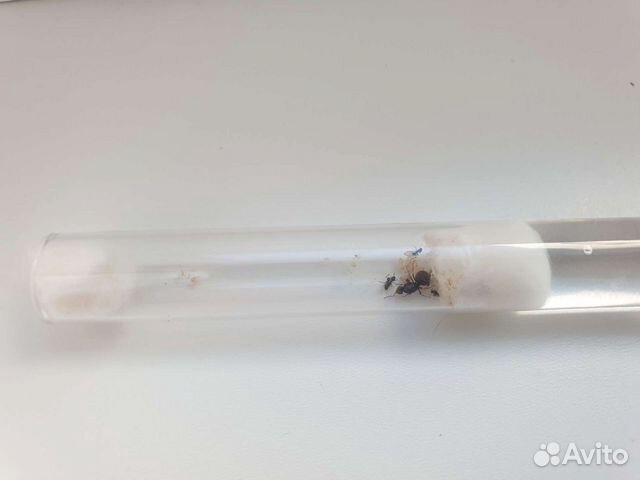 Муравьи для муравьиной фермы