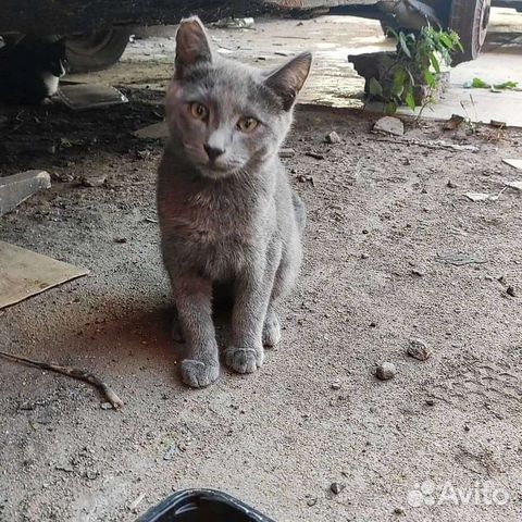 Котята русская голубая