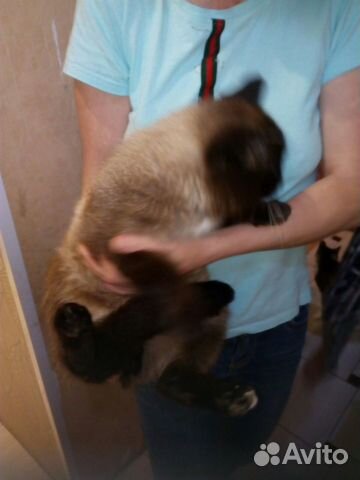 Тайский кот бесплатно