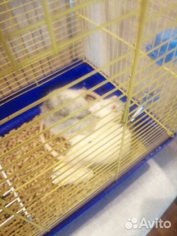 Отдадим крыс с клеткой