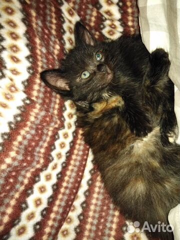 Котята в добрые руки бесплатно