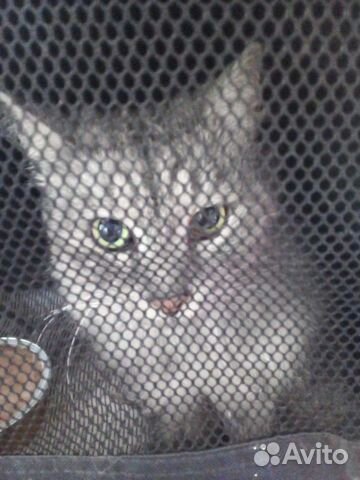 Кошка в дар