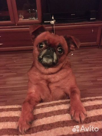 Пти брабансон