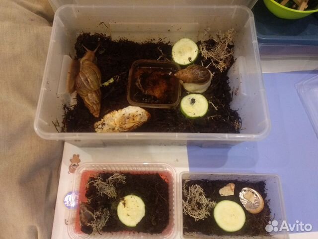 Улитки Ахатины - отдаём бесплатно