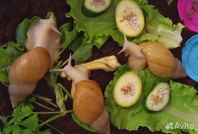 Улитки Ахатина Родация Альбино