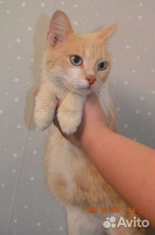 Кошечка Милка
