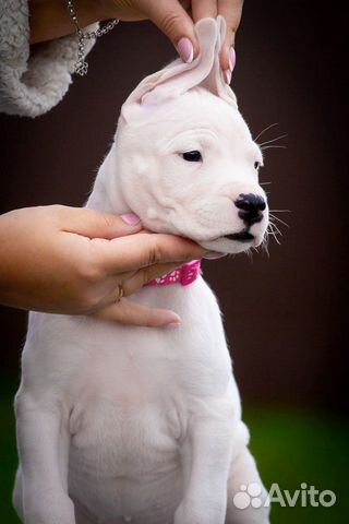 Аргентинский дог, щенок