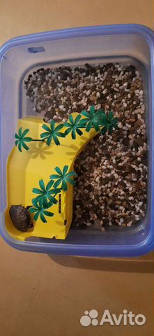 Красноухая черепаха с аквариумом и кормом