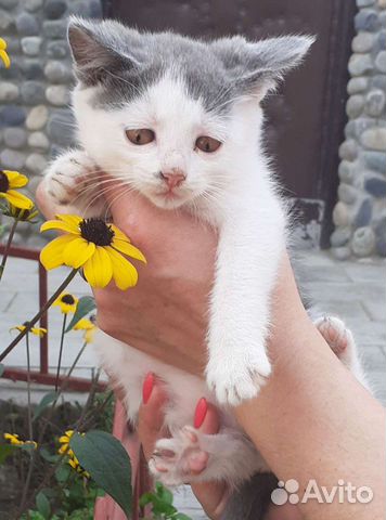 Кошка мышеловка бесплатно