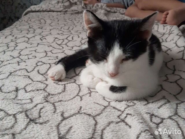 Кошка в дар