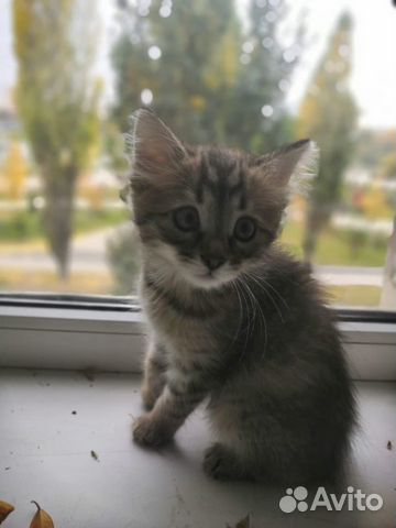 Котята в добрые руки даром