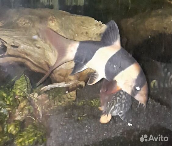 Боция мраморная