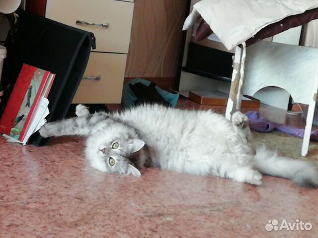 Кот ищет дом