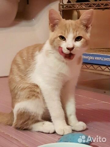 Кошечка, 4,5 месяца