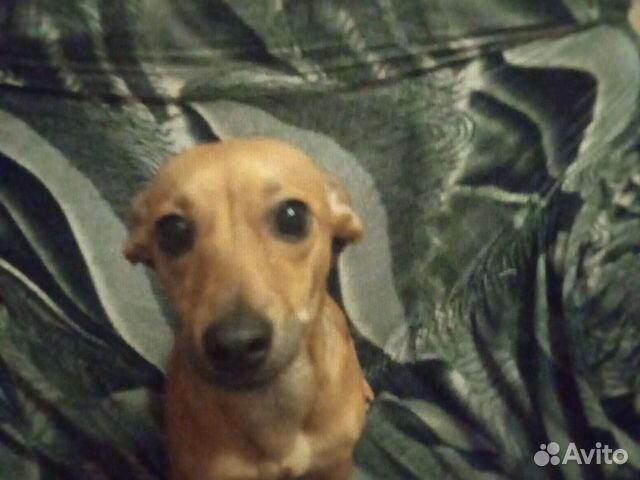 Отдам бесплатно