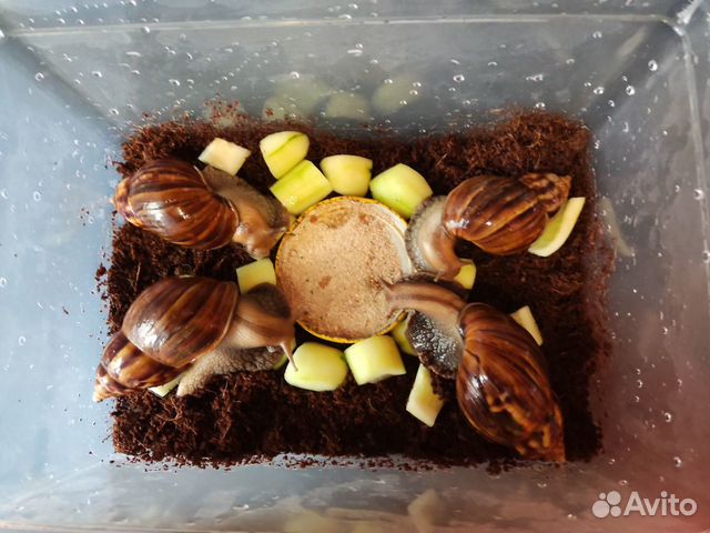 Улитки ахатины бесплатно