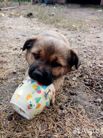 Щенок мальчик 2мес