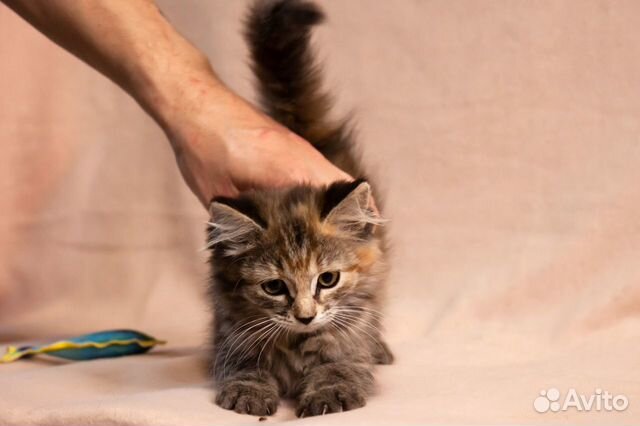 Котёнок девочка Майя, 2 месяца