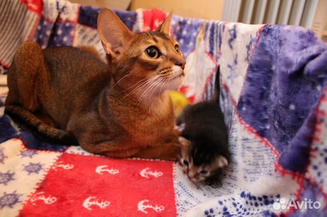 Котята абиссинской кошки