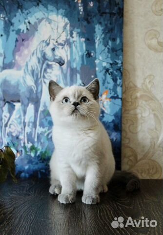 Голубоглазая красотка