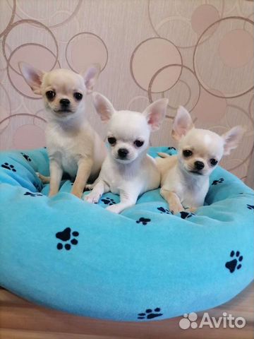 Чишки братишки