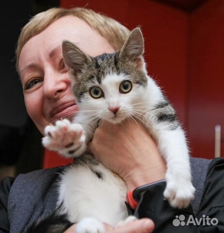 Хочу к тебе (котёнок мальчик)