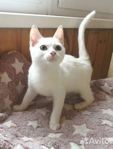 Котёнок Айс