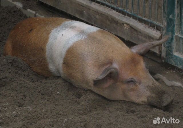 Свиноматка