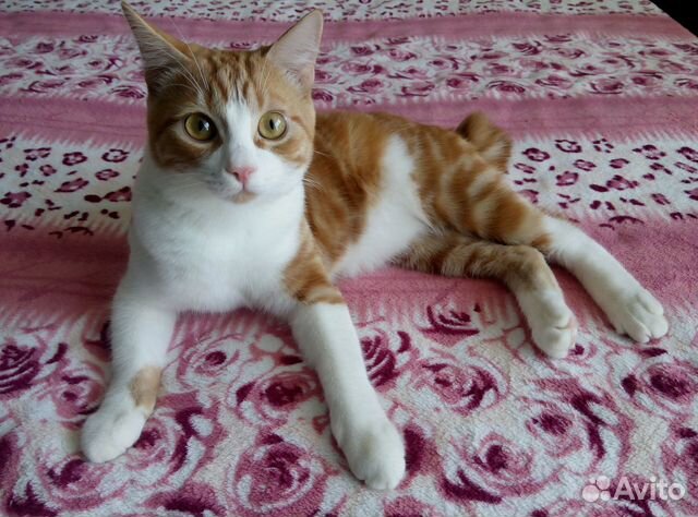Котята в добрые руки бесплатно