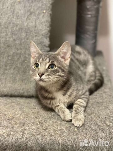 Серый котенок мальчик ласковый