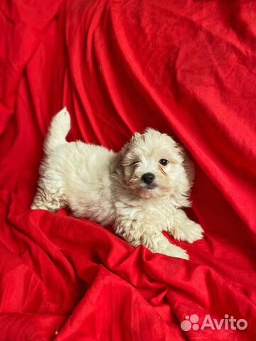 Щенки мальтипу