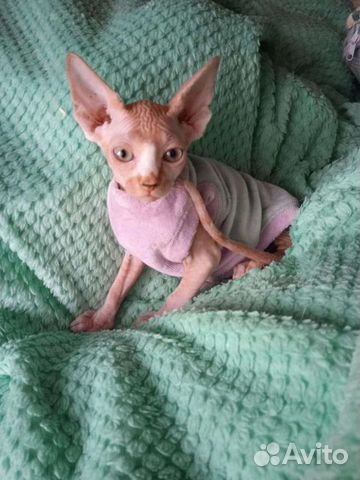 Бамбино Лонг Девочка