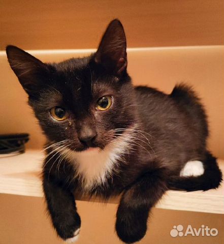 Стильный котопарень