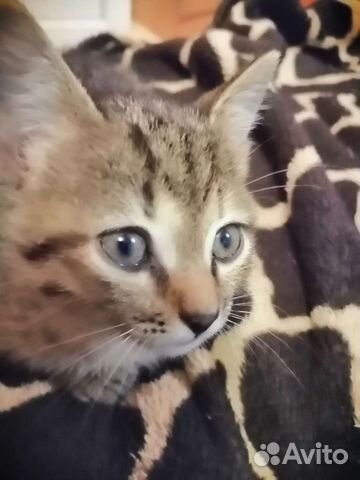 Кошка в дар