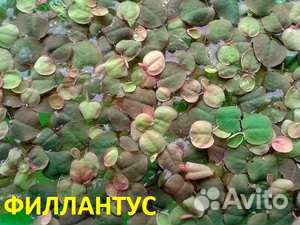 Филлантус,Наяс - наяда гваделупская или мелкозубча