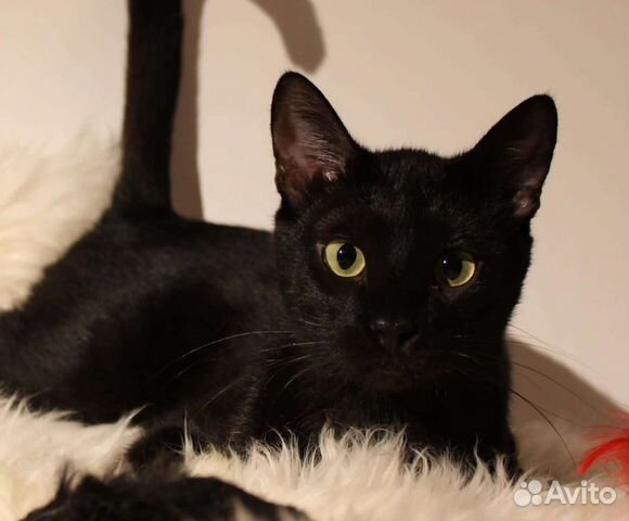 Котик в дар