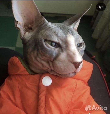 Донской сфинкс вязка