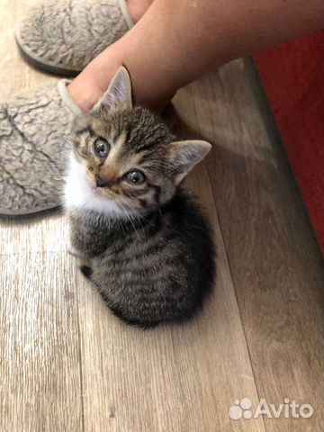 Котенок мальчик в полосочку Рыся