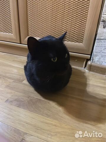 Отдам кота в добрые руки