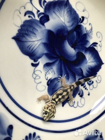 Сцинковый геккон