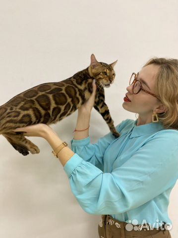 Бенгальские котята в разведение и любимцы